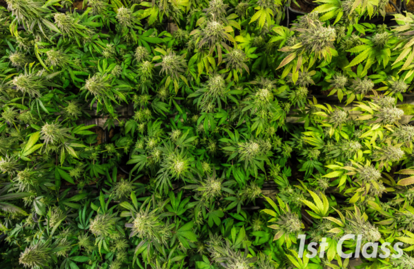 Cannabis Sativa - 1st Class Cannabis Dispensary